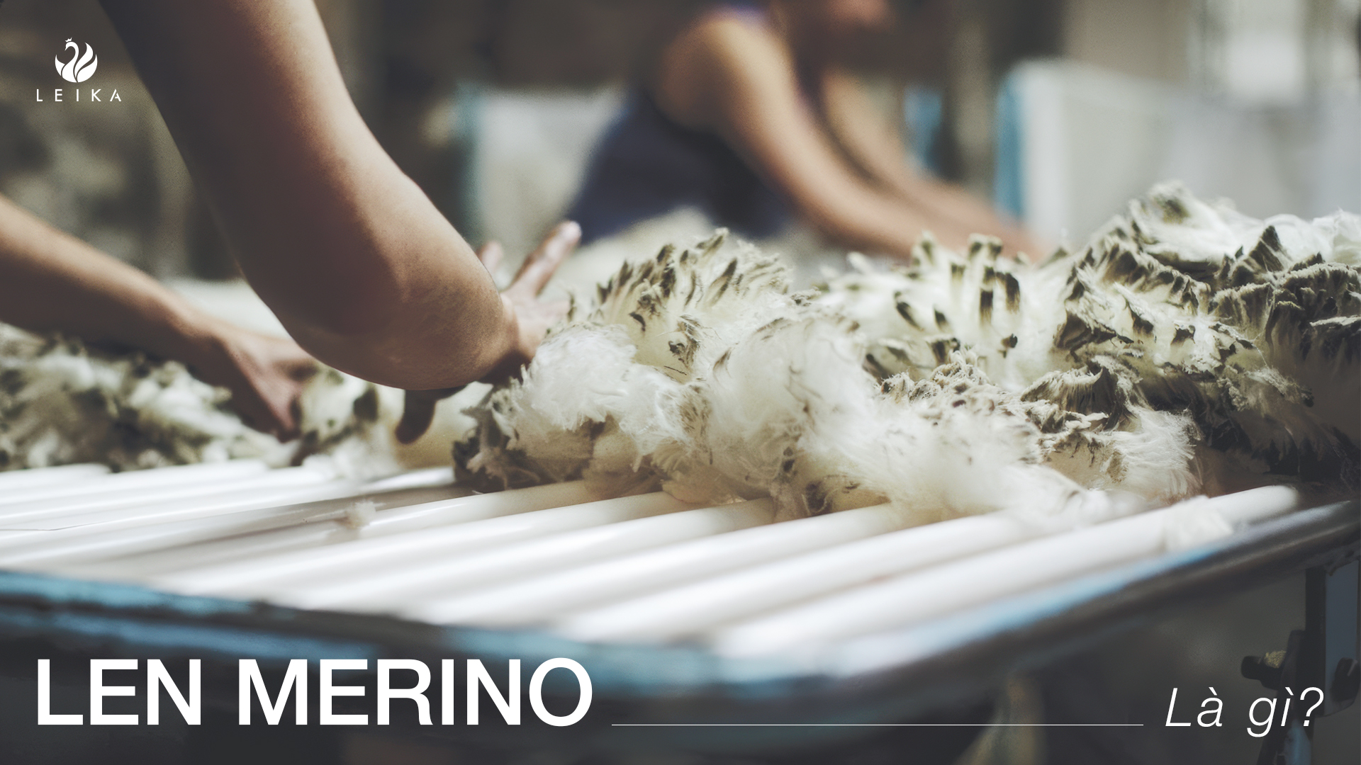 Len merino là gì? Ứng dụng len merino trong thời trang